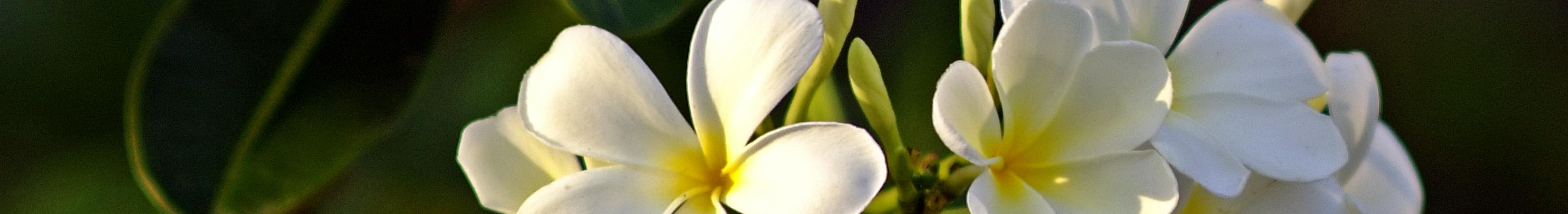 Virtual Interconnect, LLC - Virtual Interconnect, LLC